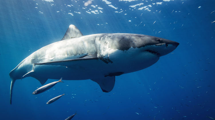 Shark Ping! 11 foot, 1,200 Pound, Great White Is Enjoying Some Pre-Spr