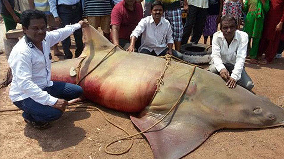 Rare Sawfish Chokes to Death off Maharashtra Beach – Born of Water