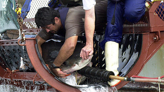 Shark Jobs – 10 Dream Jobs That Can Get You Working with Sharks! – Born ...