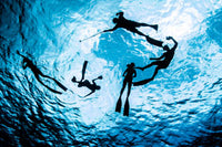 Shark Jobs – 10 Dream Jobs That Can Get You Working with Sharks! – Born ...